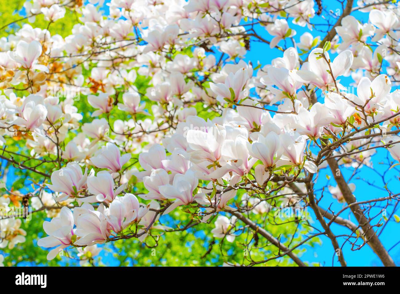 White magnolia tree in full bloom seen from below. Hope, renewal and ...