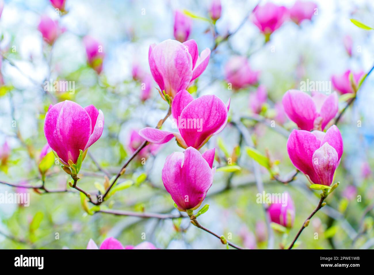 Beautiful floral background made from blooming pink magnolia tree ...