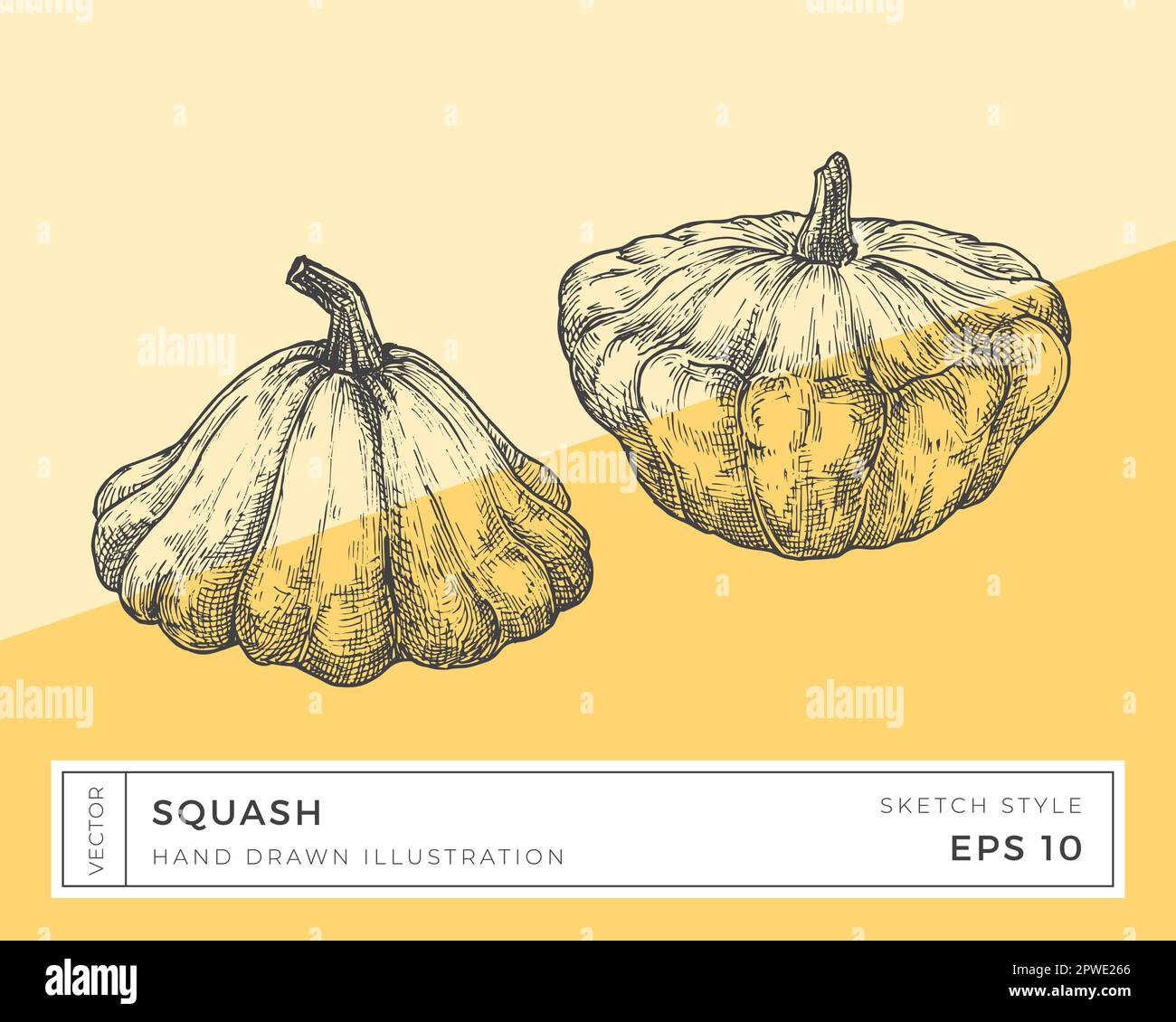 Squash Vegetable Drawing