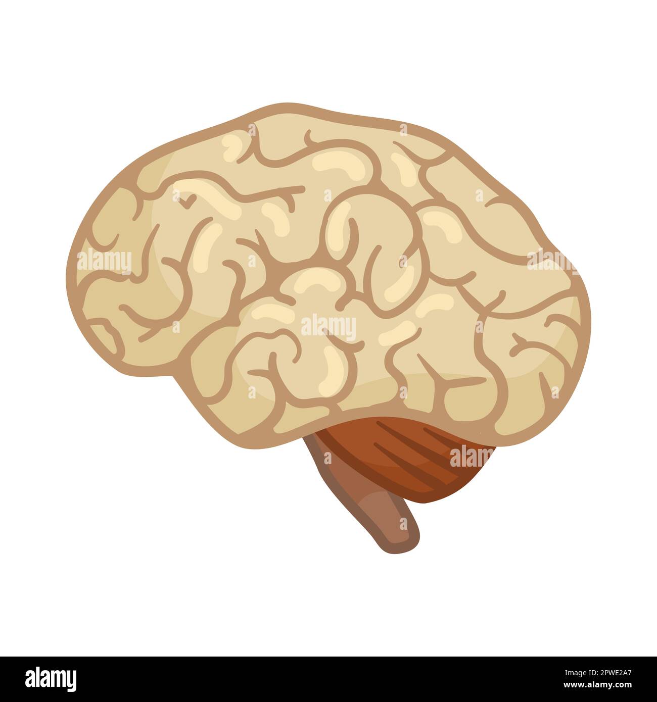 Brain of female body vector illustration Stock Vector Image & Art - Alamy
