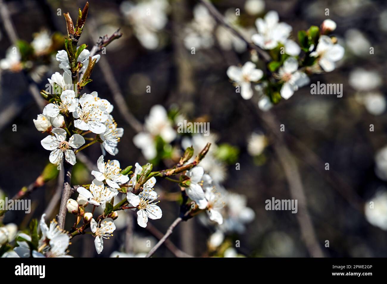 Blooming white flowers of a fruit bush in spring in Poland Stock Photo ...