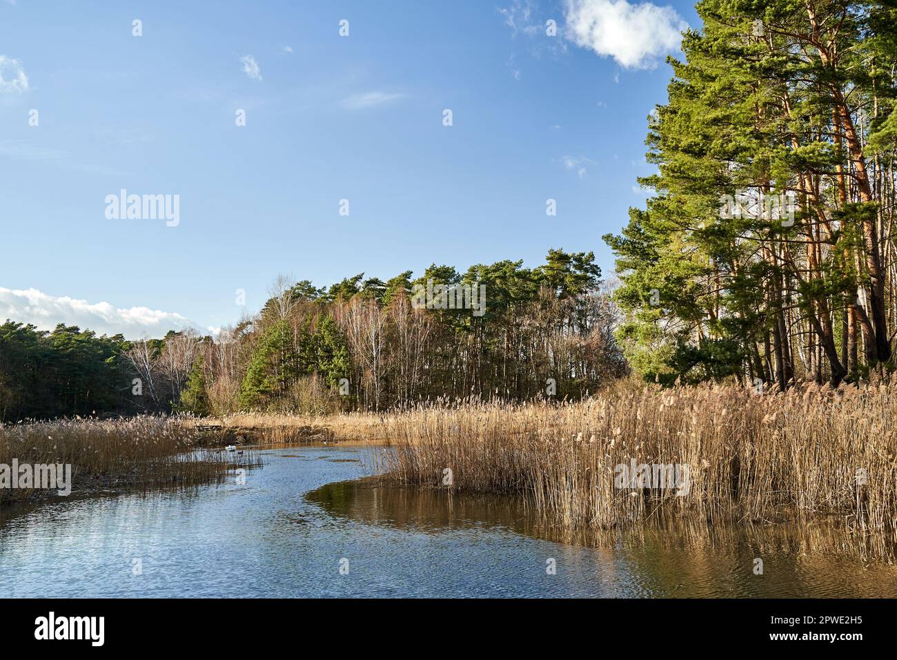 Forest and reeds on the shore of a lake on a sunny spring day in Poland ...