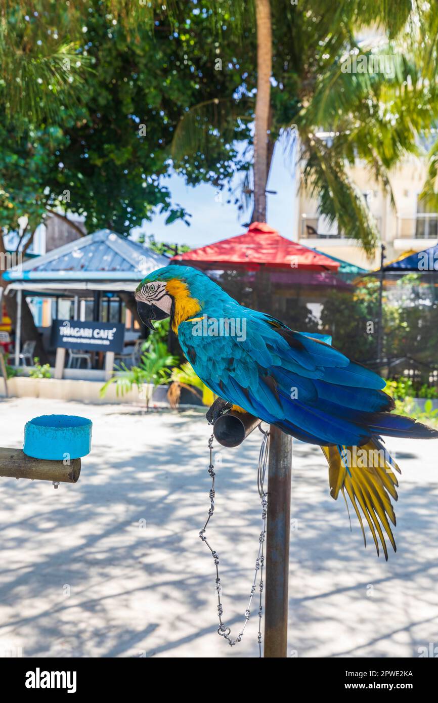 Macaw parrot sitting on labor Stock Photo - Alamy