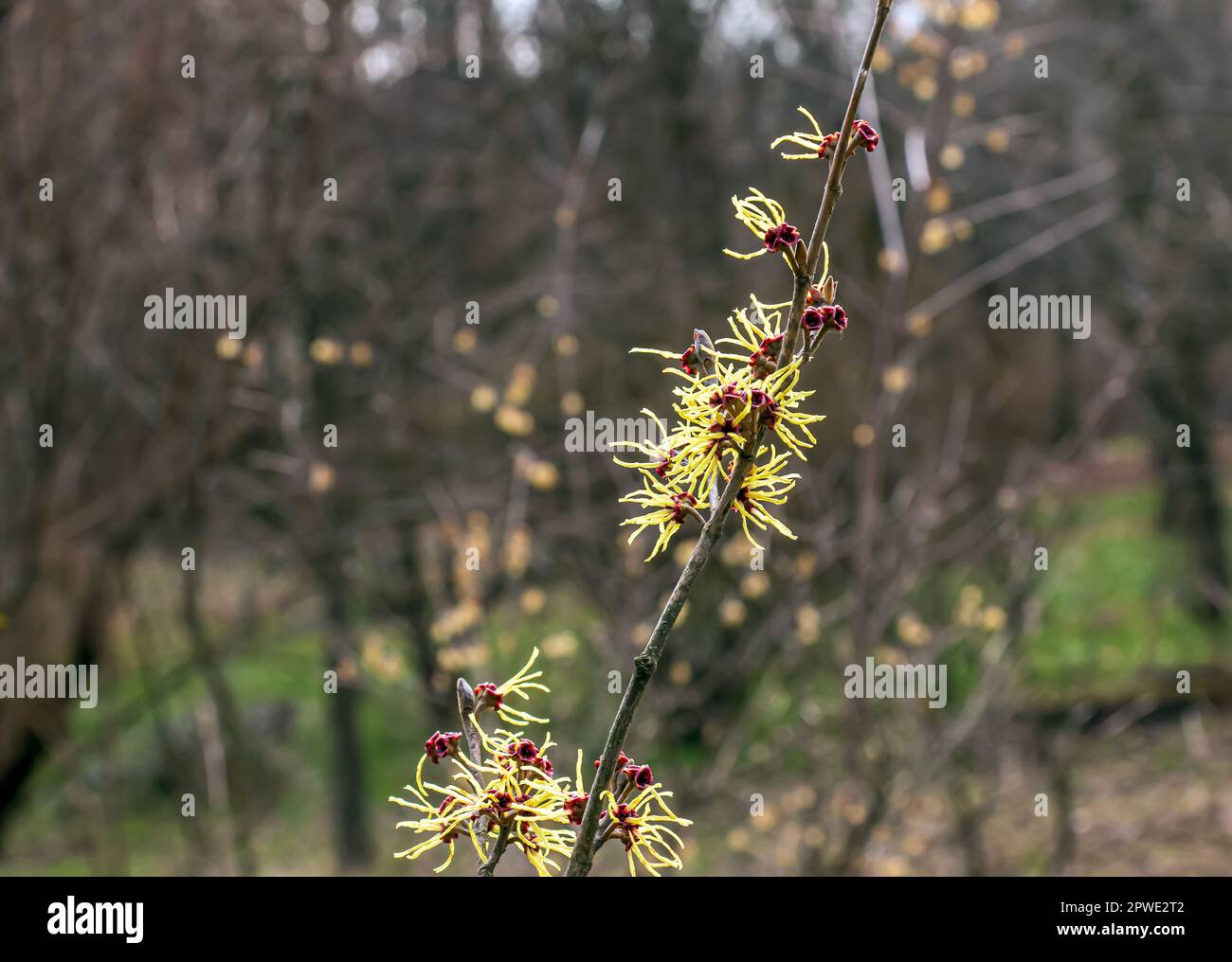 Flower of Hazel Witch shrub, Hamamelis virginiana in early spring ...