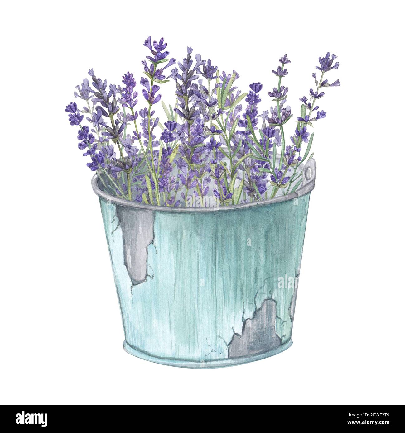Lavender bouquet in a bucket isolated on a white background Watercolor ...