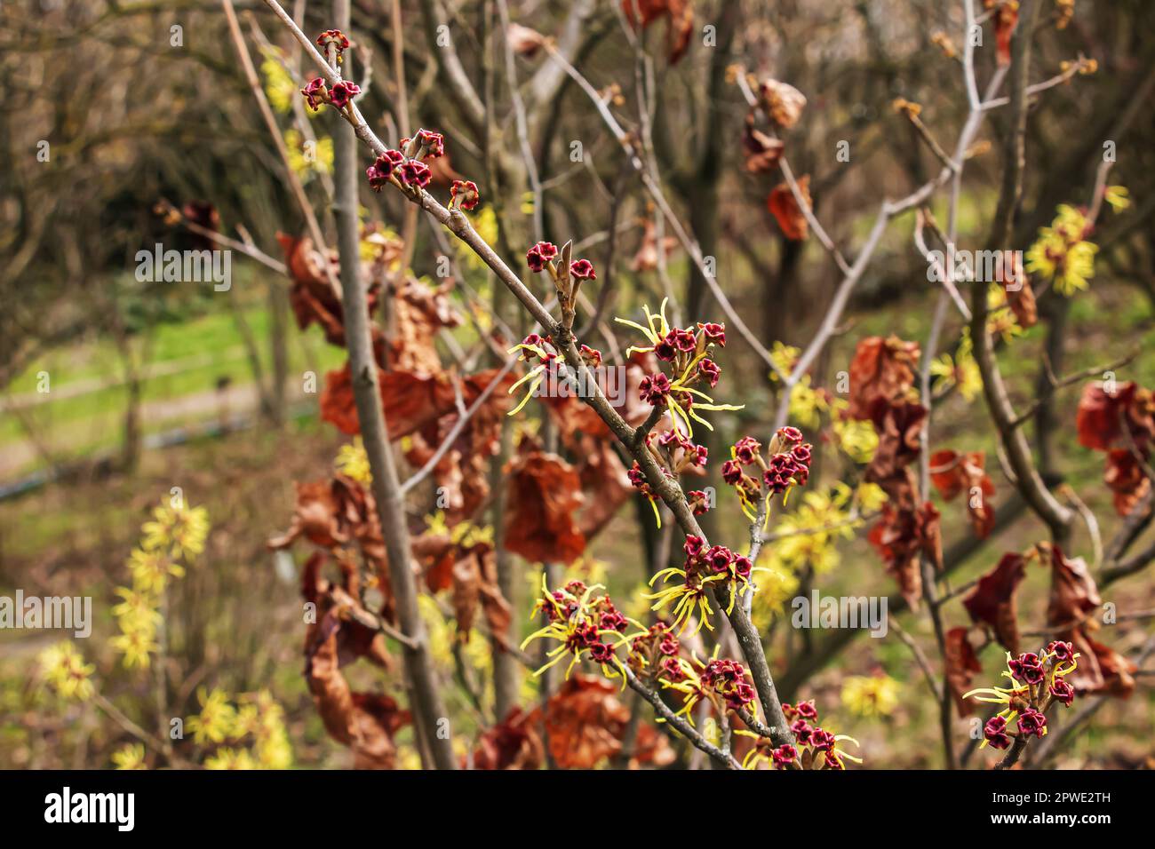 Flower of Hazel Witch shrub, Hamamelis virginiana in early spring ...