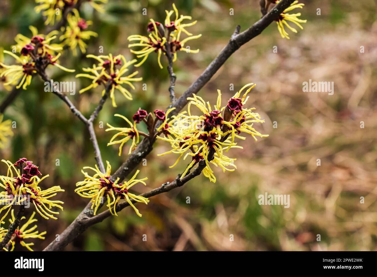 Flower of Hazel Witch shrub, Hamamelis virginiana in early spring ...