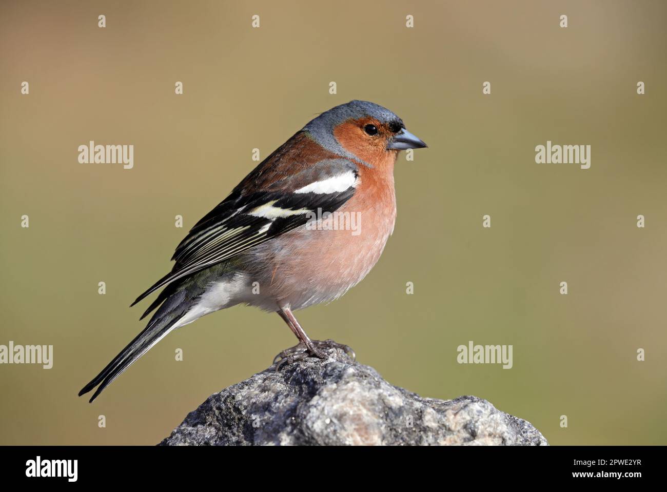 Common chaffinch on stone hi-res stock photography and images - Alamy