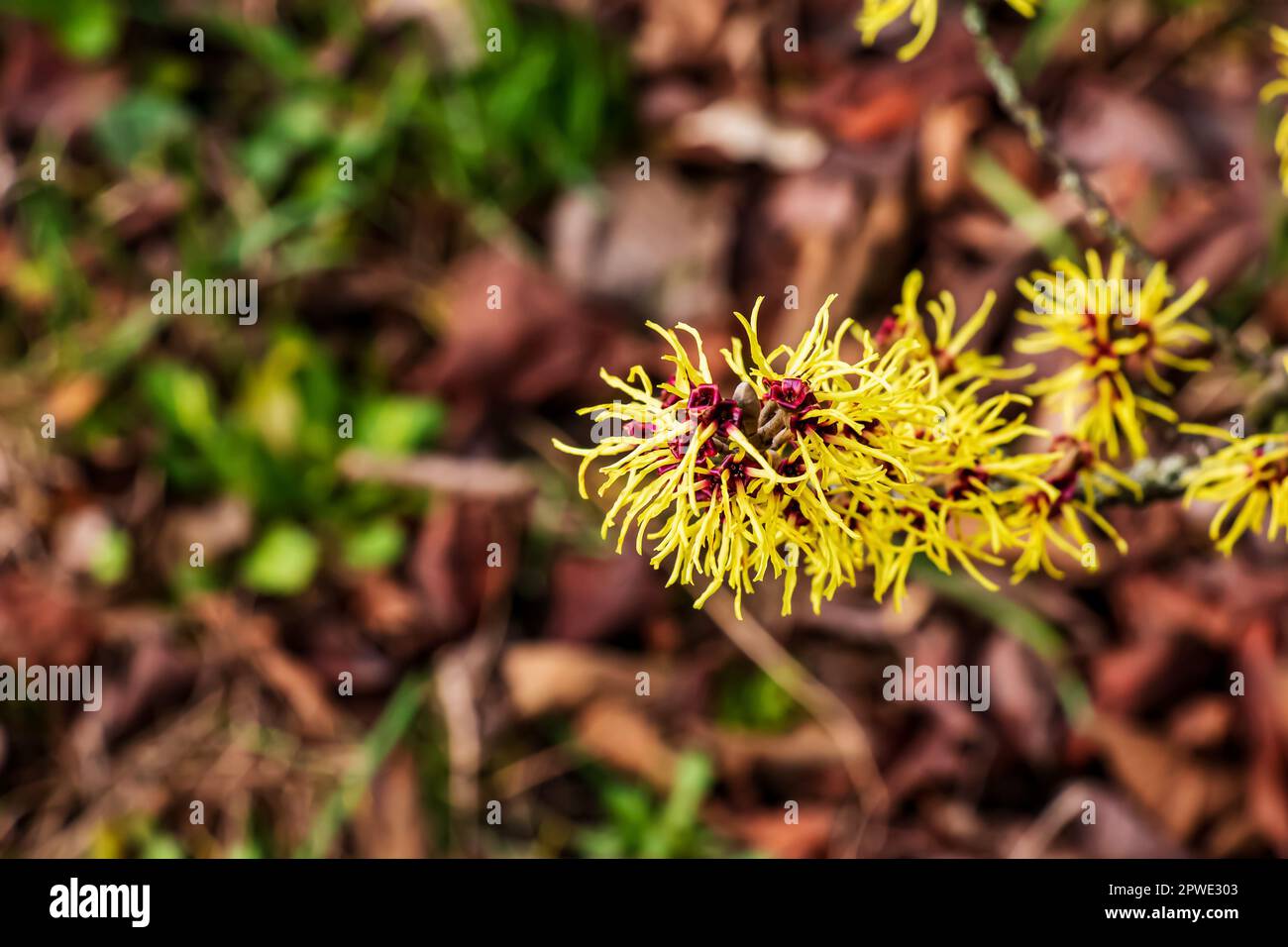 Flower of Hazel Witch shrub, Hamamelis virginiana in early spring ...