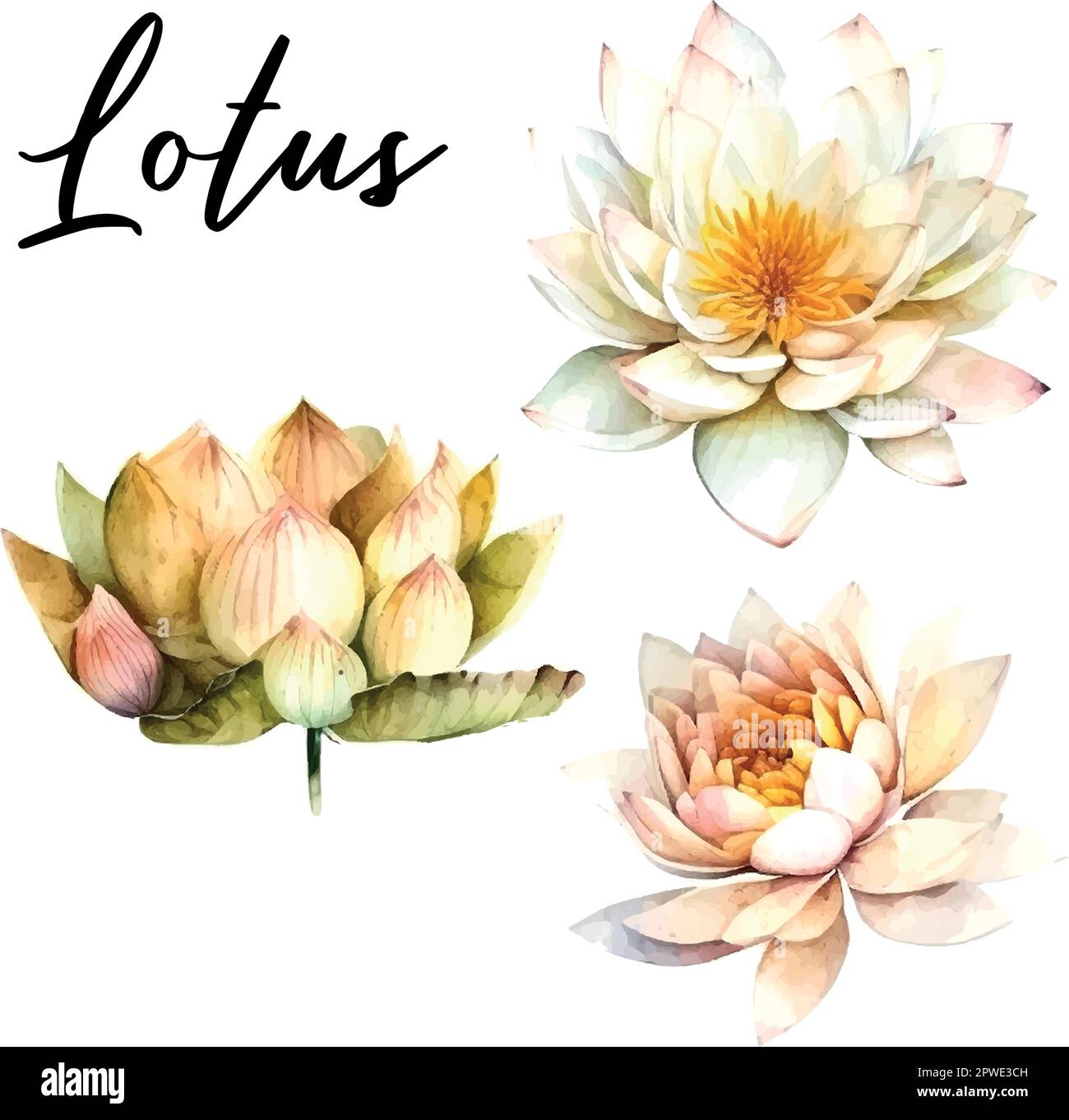 Watercolor white Lotus flower, vector illustration.Isolated on a white ...