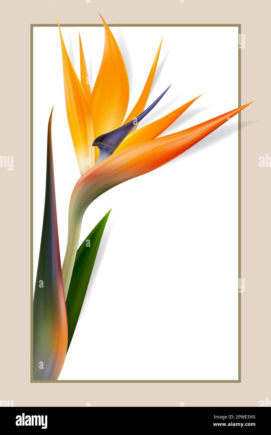 Strelitzia reginae flower, bird-of-paradise, crane flower. Isolated ...