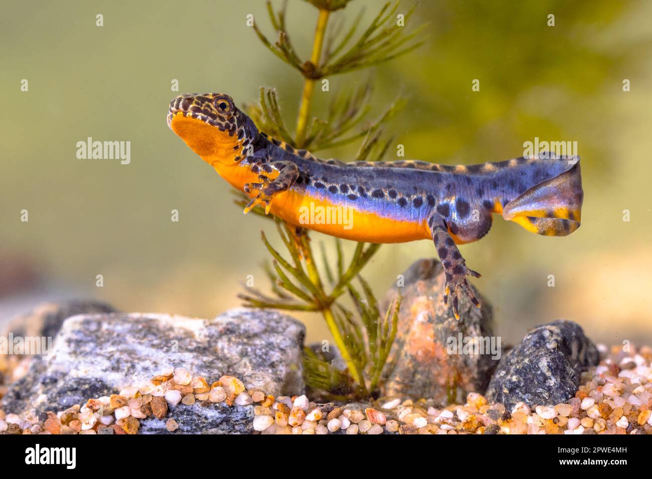 Alpine newt (Ichthyosaura alpestris) colorful male aquatic amphibian ...
