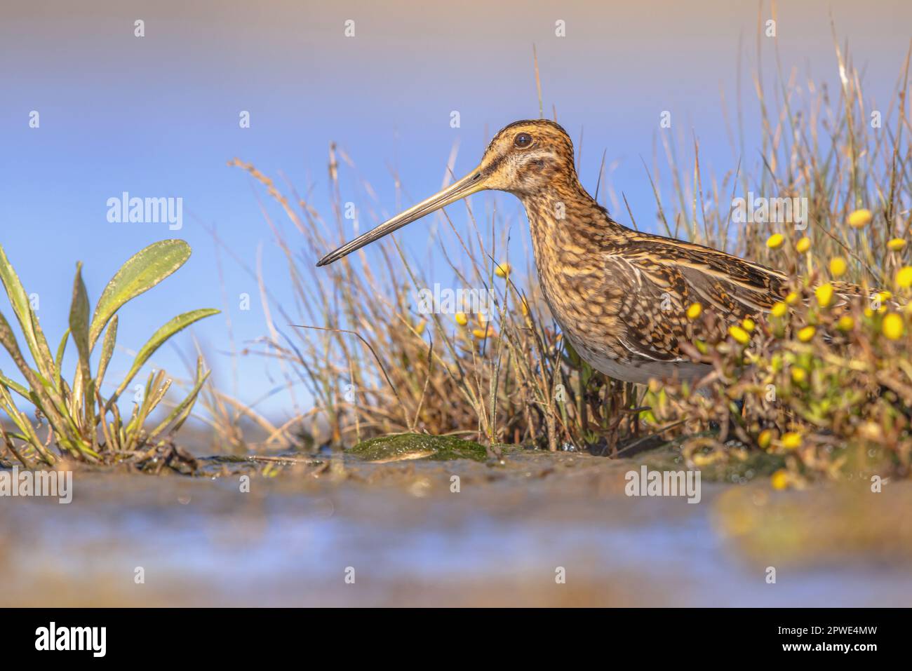 Common snipe (Gallinago gallinago) is a small, stocky wader bird native ...