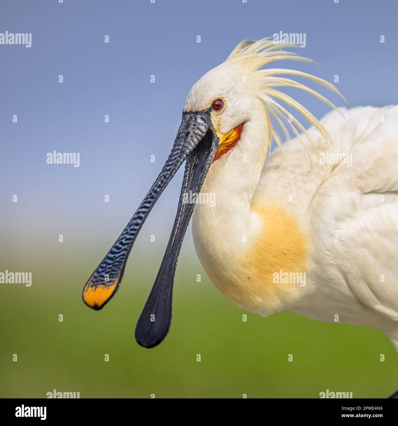 Eurasian spoonbill (Platalea leucorodia) portrait of wader bird with ...