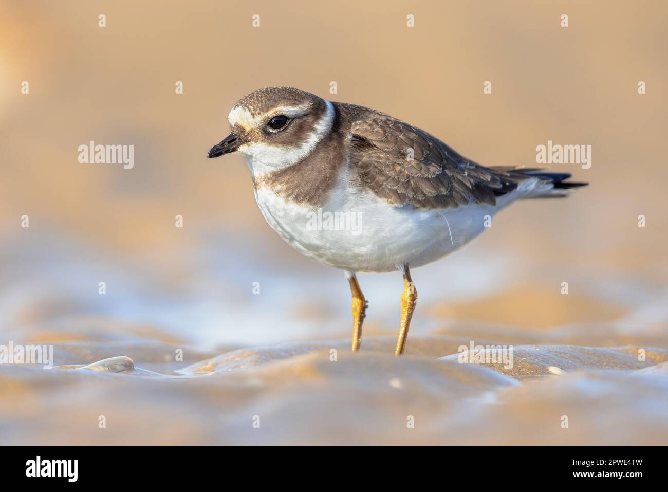 Black ringed white eye hi-res stock photography and images - Alamy