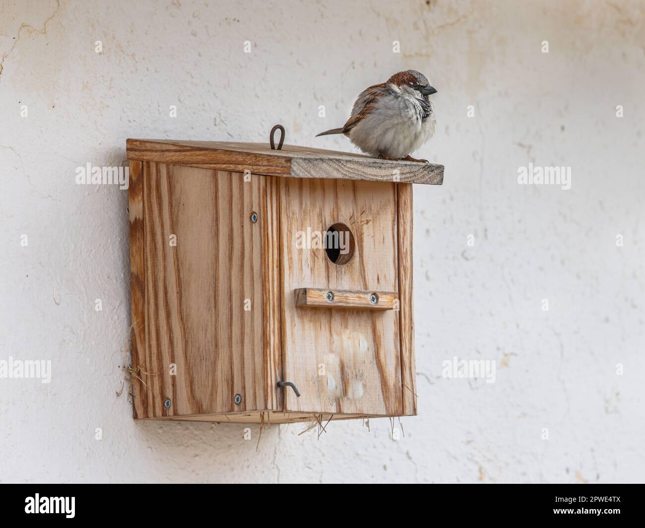 House sparrow (Passer domesticus) breeding in a nestbox. This is quite ...