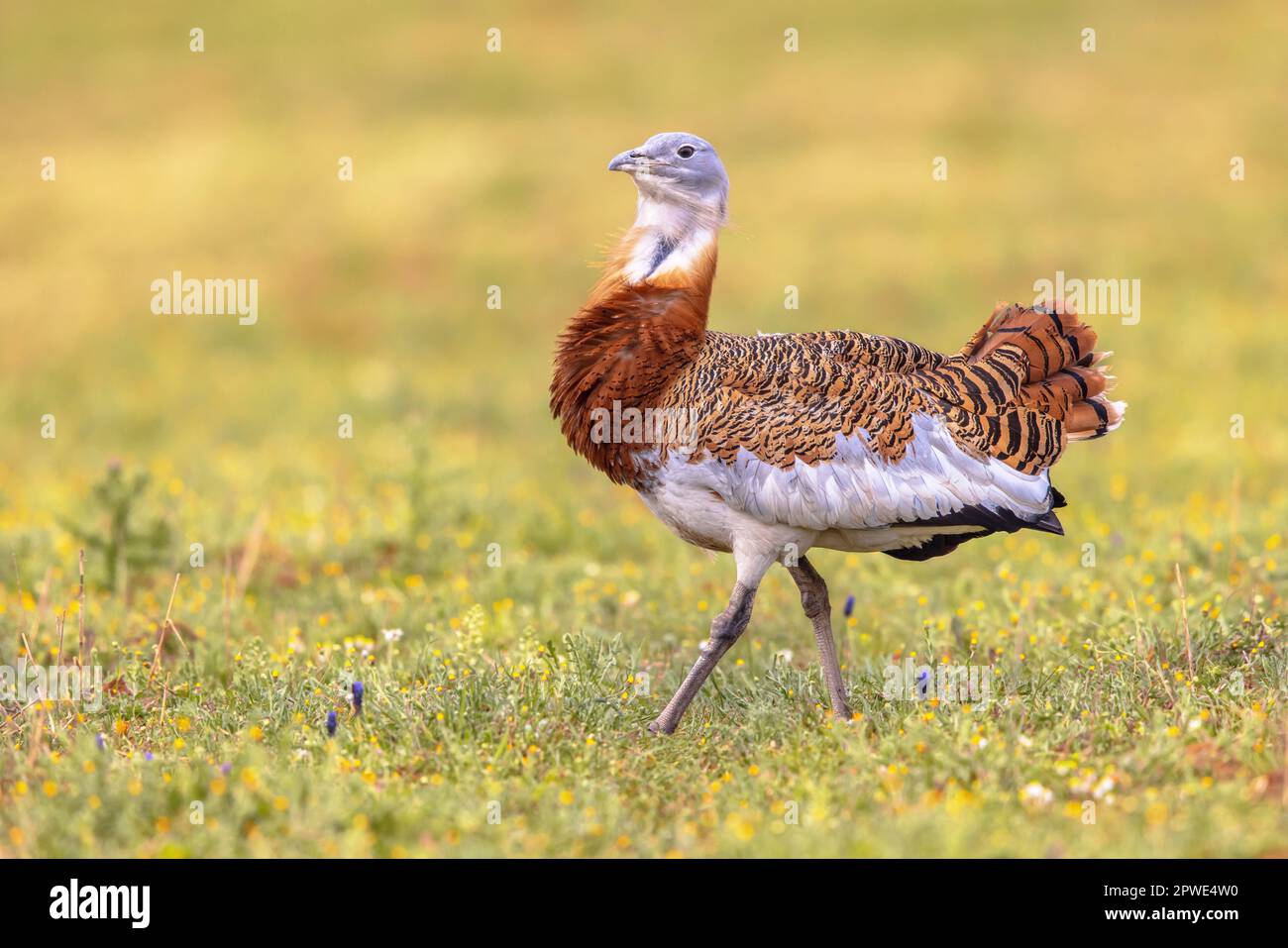 Great Bustard (Otis tarda) in Open Grassland with Flowers in ...