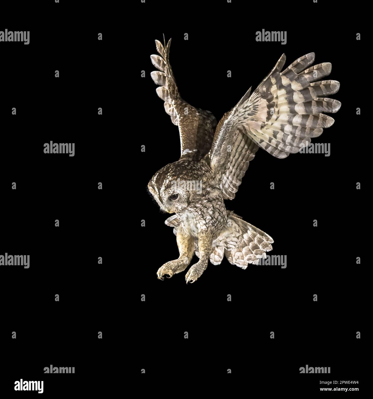 Tawny owl (Strix aluco) flying in darkness. This predator bird is on ...