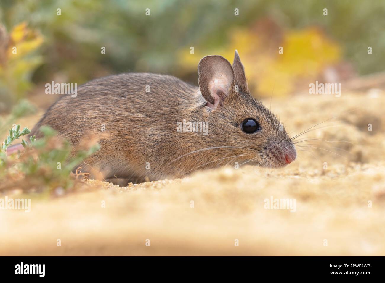 Wood Mouse (Apodemus sylvaticus) rodent in green natural environment ...