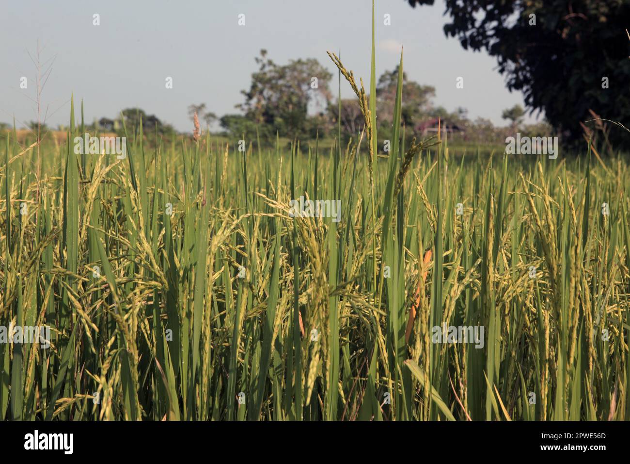 Rice field plantation. Rice field Stock Photo - Alamy