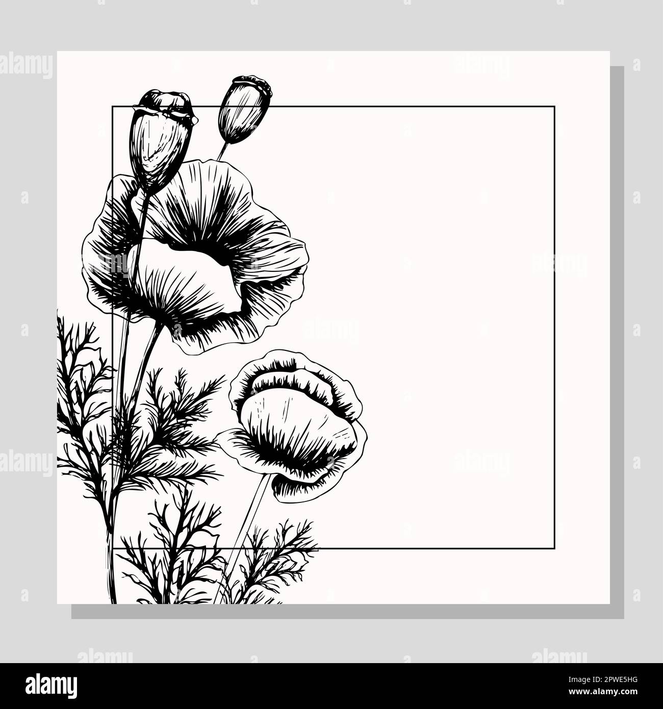 Banner with poppy flowers on a light background. Hand drawn poppy ...