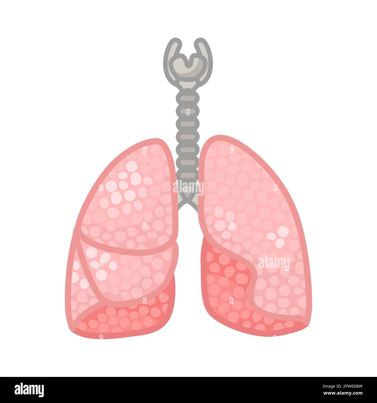 Female chest anatomy Stock Vector Images - Alamy