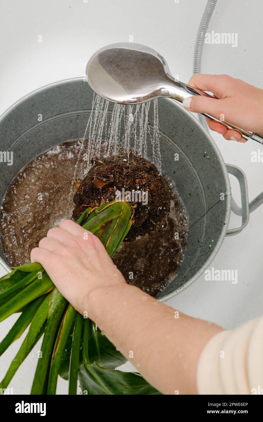 A woman gardener washes the soil from the roots of a houseplant in a ...