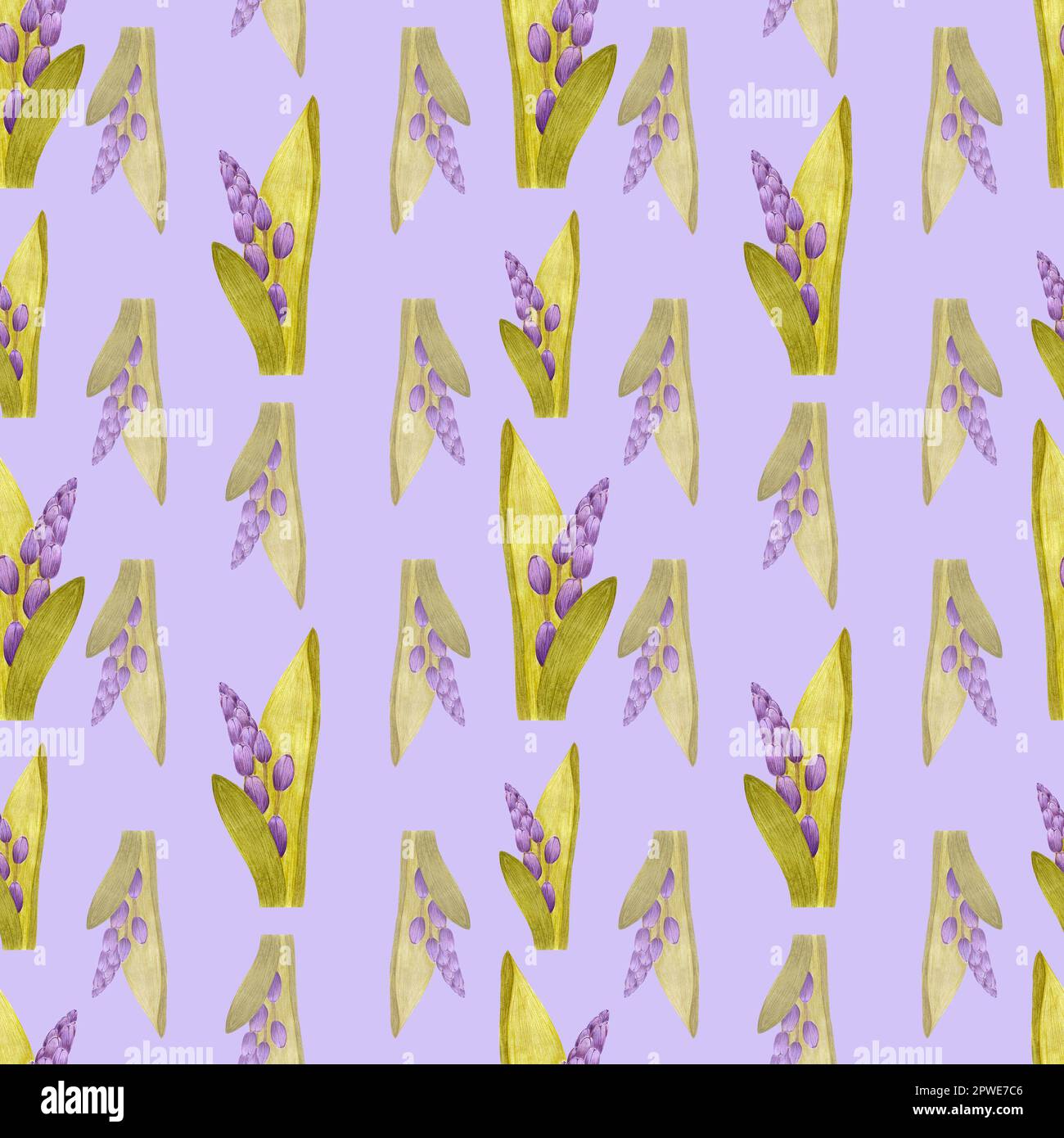 Handdrawn hyacinth seamless pattern. Watercolor hyacinth on the purple ...