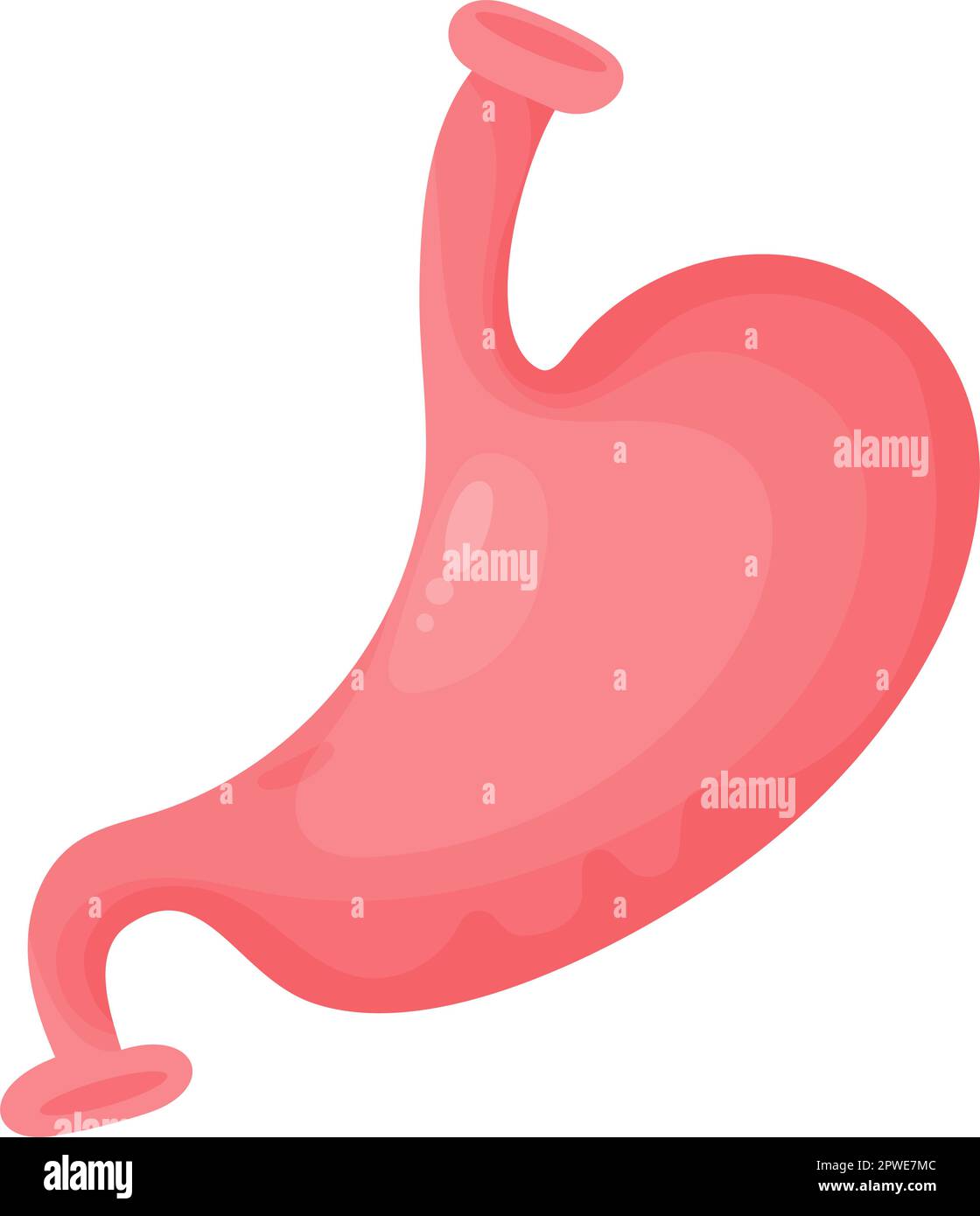 Cartoon Human Stomach