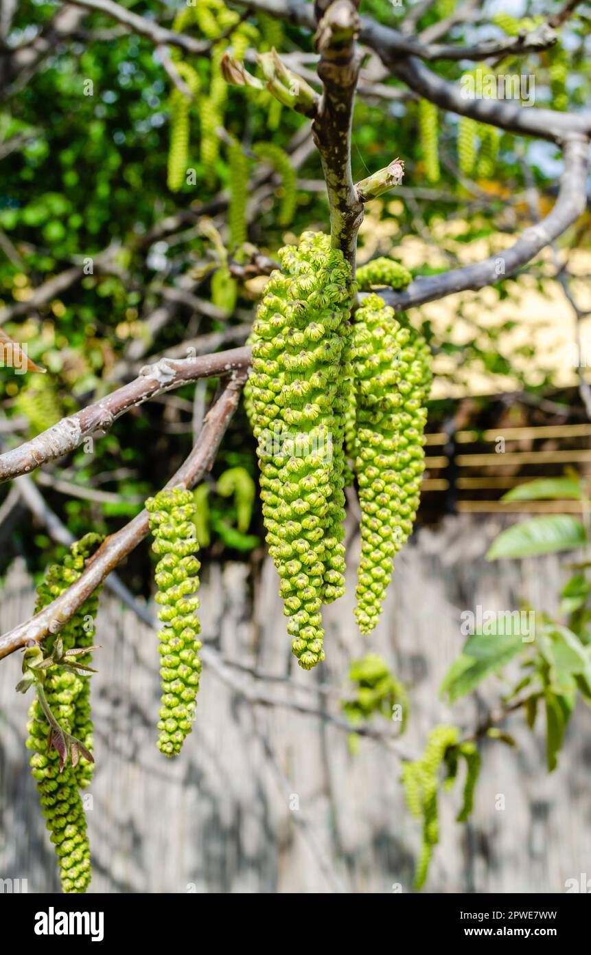 Branch of walnut closeup in spring. Flower of walnut close up Stock ...