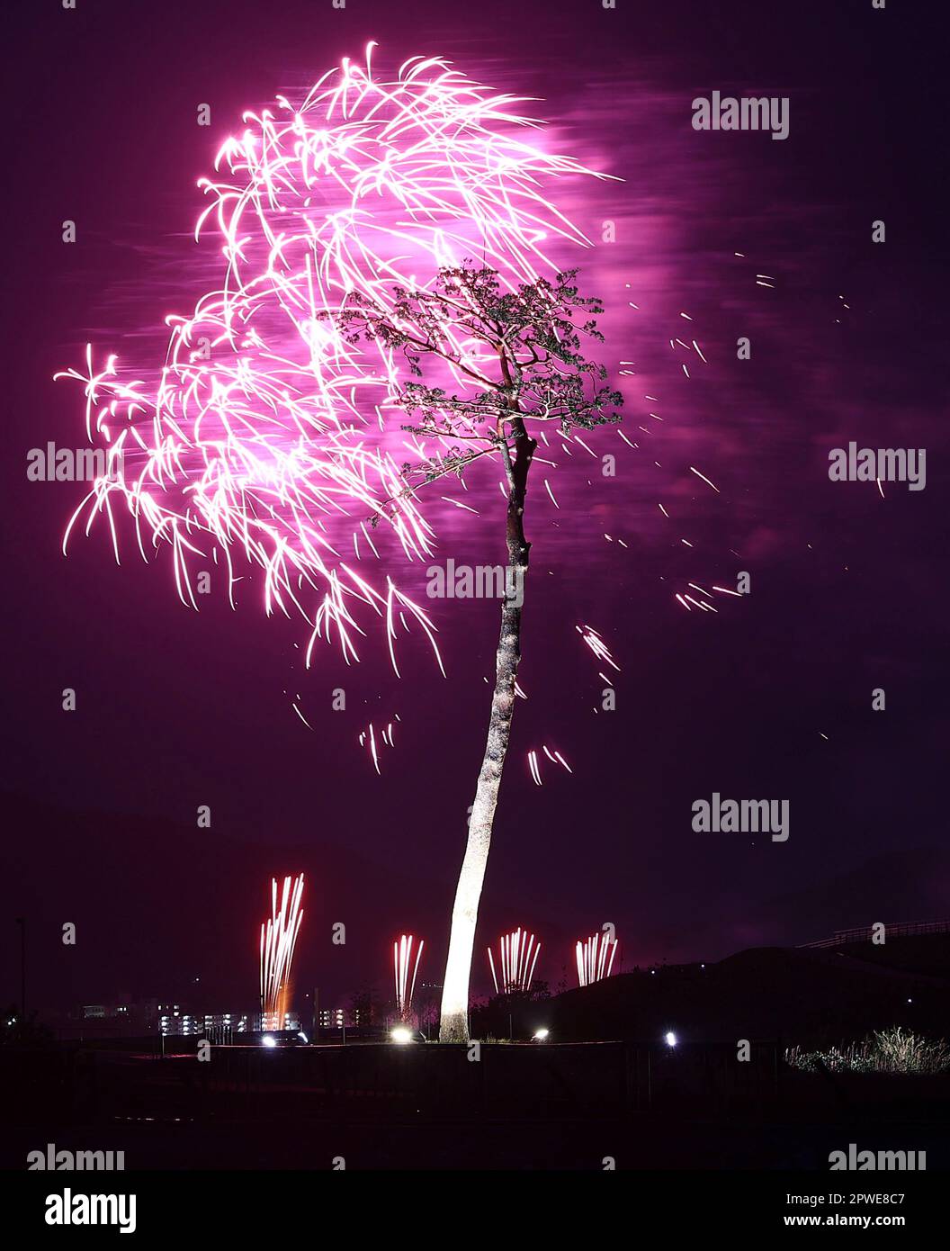 Fireworks are launched above the "Miracle Pine Tree" during the Sanriku ...
