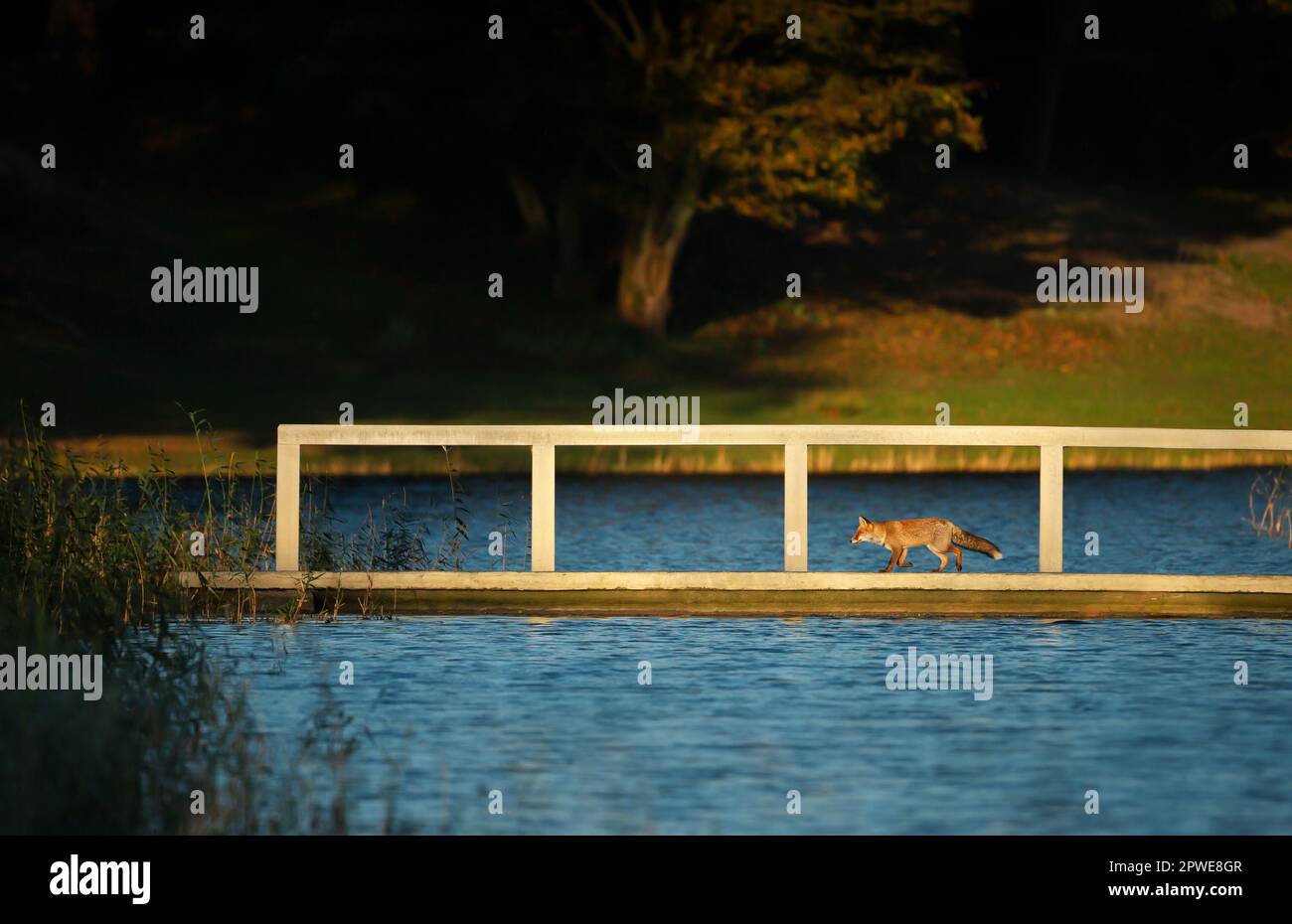 Animal crossing bridge hi-res stock photography and images - Alamy