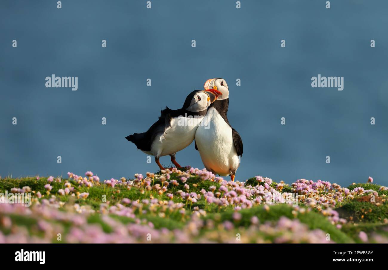 Atlantic puffins bonding in the field of thrift flowers, Scotland, UK ...