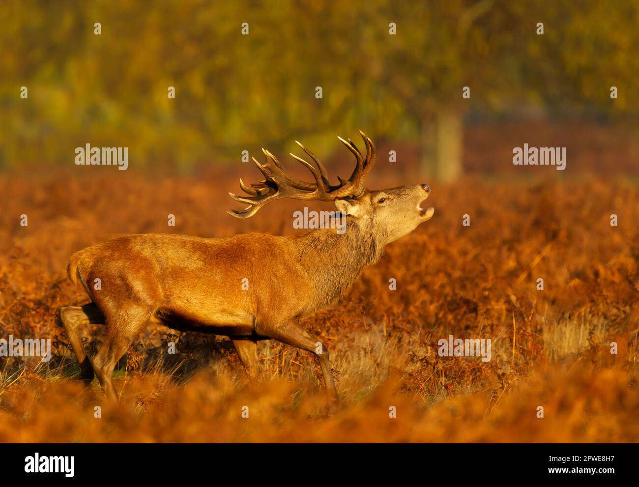 Red deer stag calling during the rut in autumn, UK Stock Photo - Alamy
