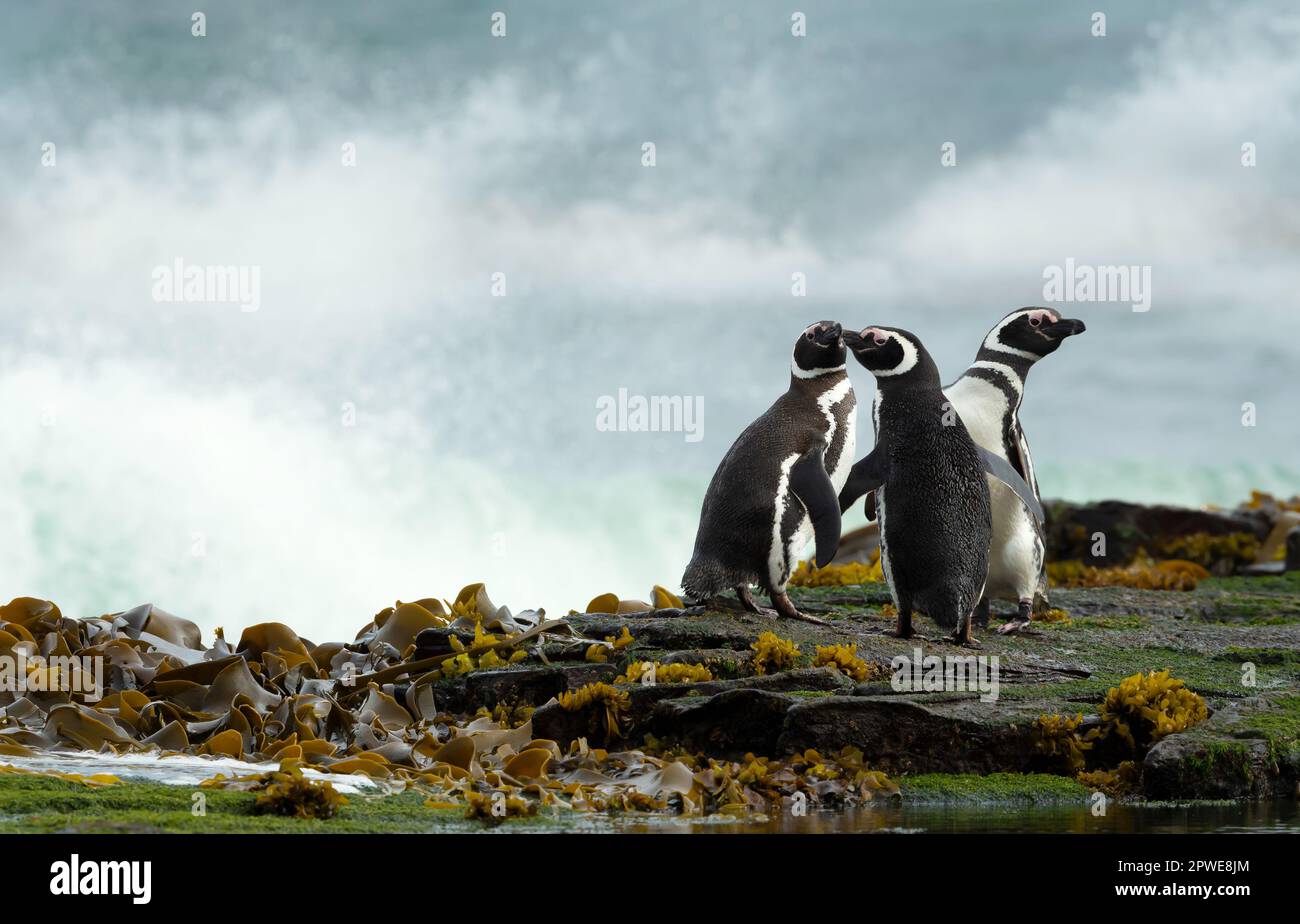 Group of Magellanic penguins on the beach in the Falkland Islands Stock ...