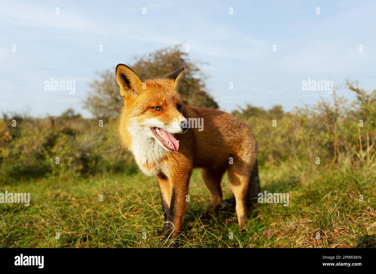Close up of a red fox in summer, UK Stock Photo - Alamy