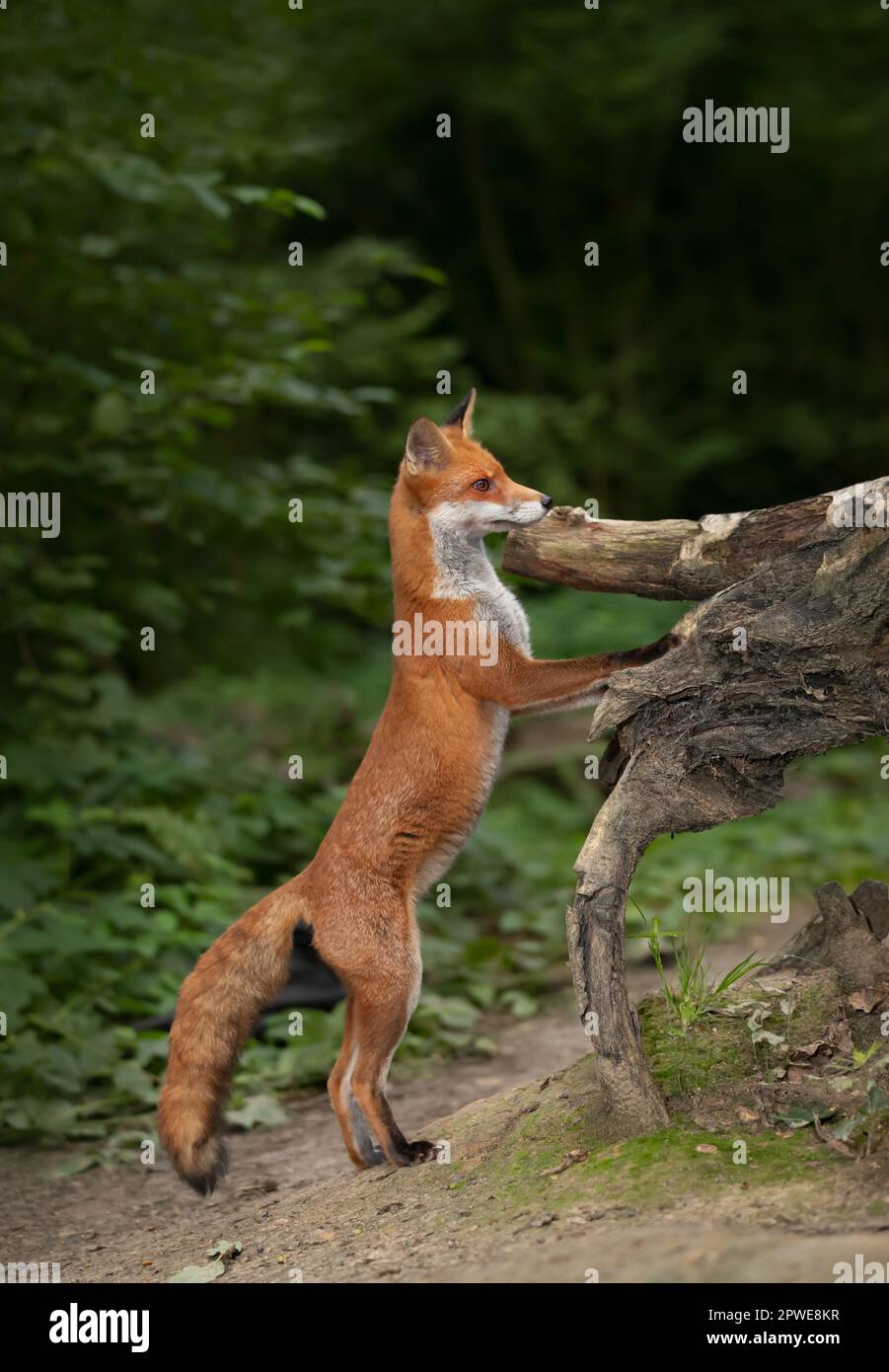 Fox standing hi-res stock photography and images - Alamy