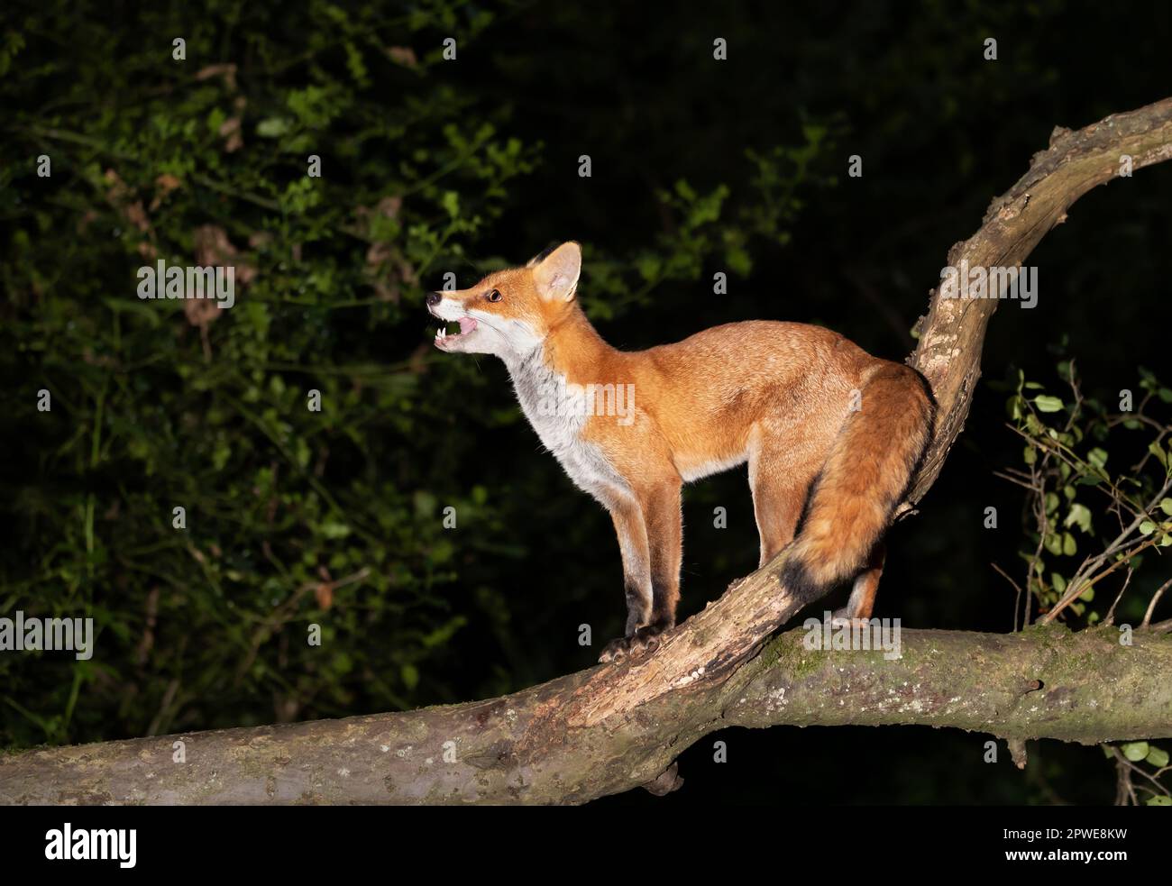 Red fox standing on tree hi-res stock photography and images - Alamy