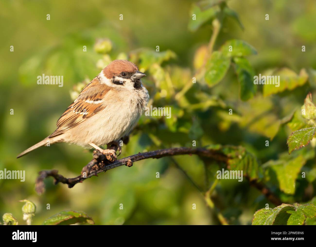 Eurasian tree sparrow close up hi-res stock photography and images - Alamy