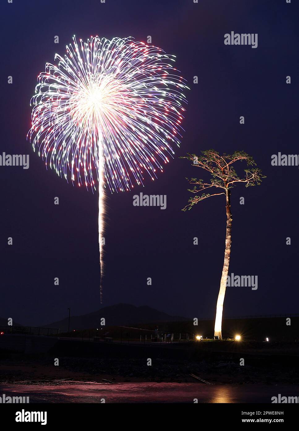 Fireworks are launched above the "Miracle Pine Tree" during the Sanriku ...