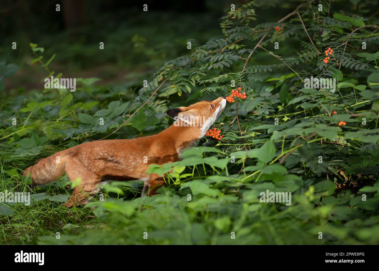 Fox eating berries hi-res stock photography and images - Alamy
