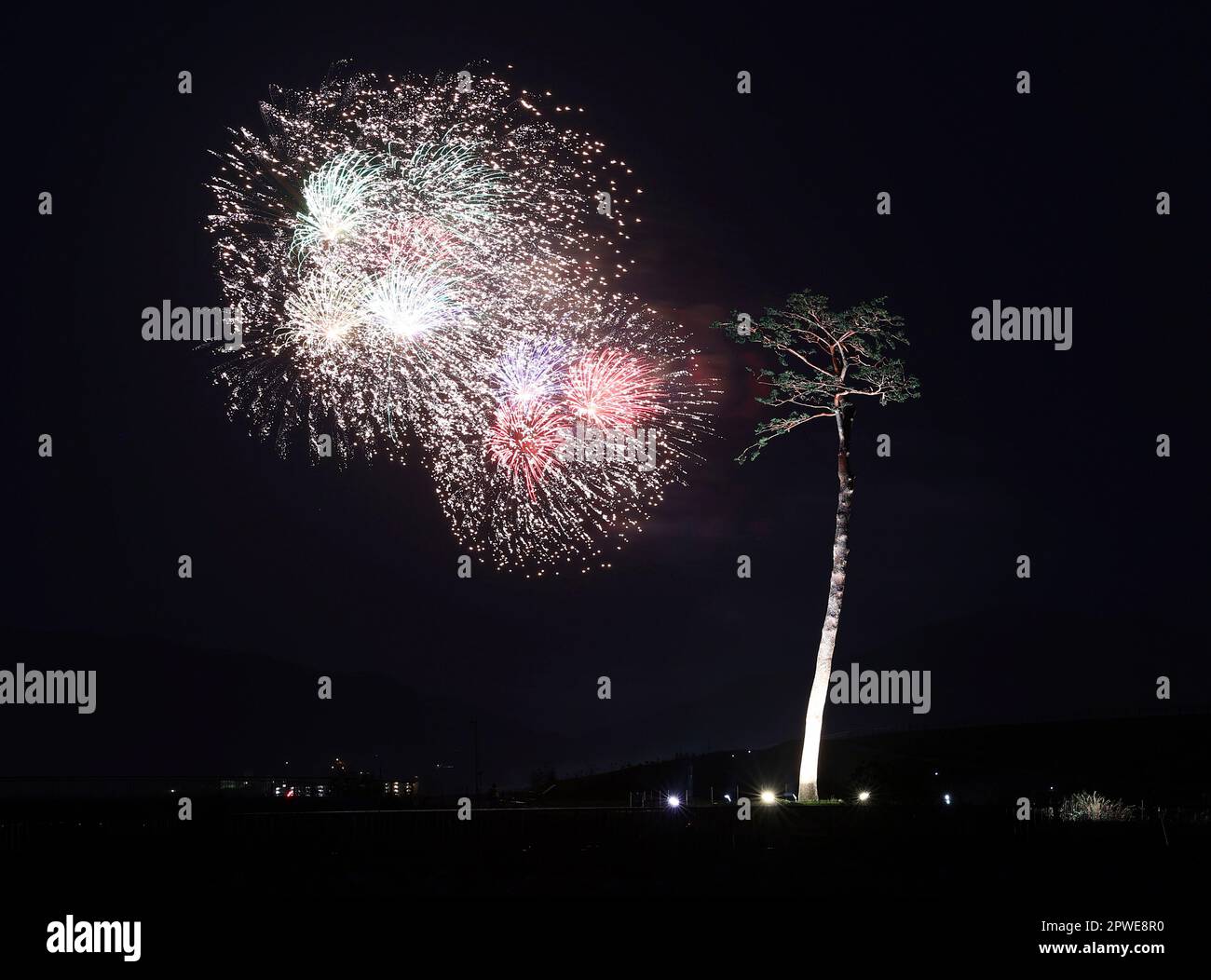 Fireworks are launched above the "Miracle Pine Tree" during the Sanriku ...