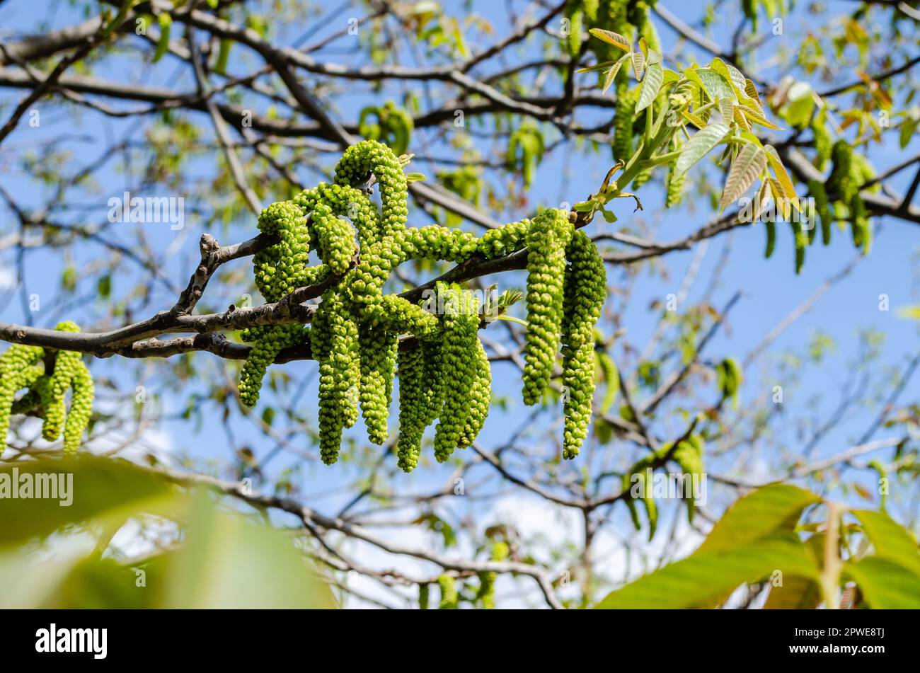Walnut open shell in tree hi-res stock photography and images - Alamy