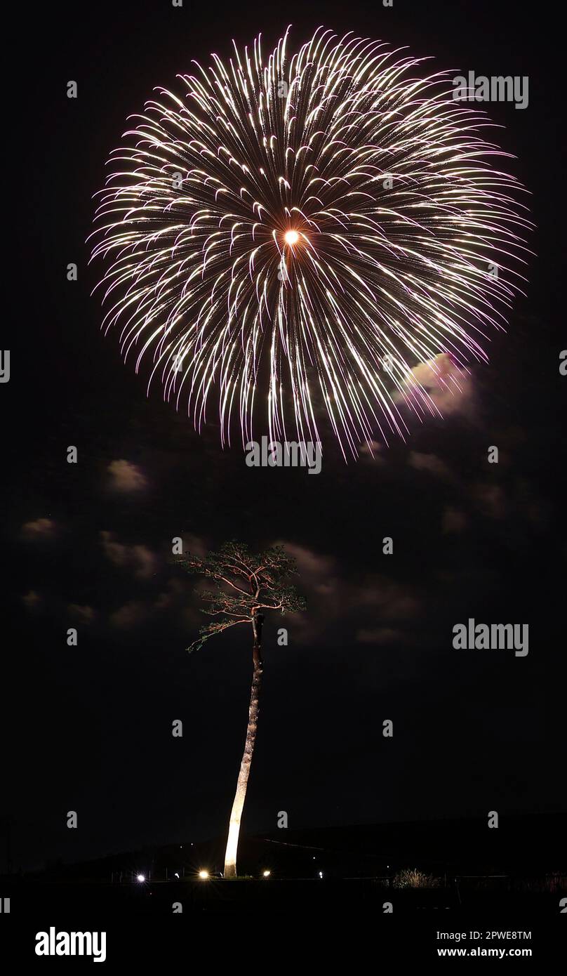 Fireworks are launched above the "Miracle Pine Tree" during the Sanriku ...