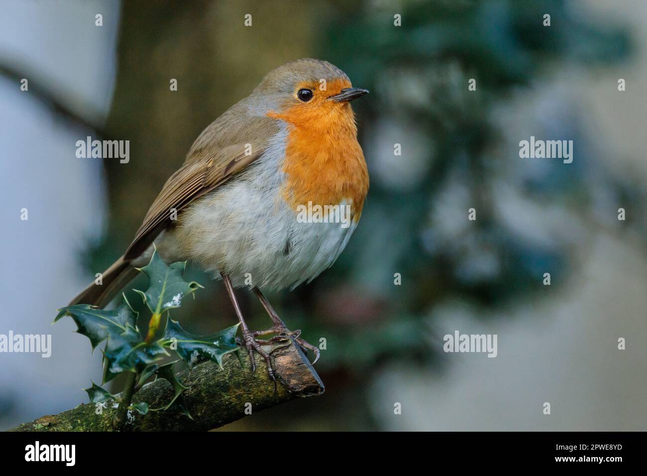 Robin, Erithacus rubecula, sitting on a branch of a holly bush. Photo ...