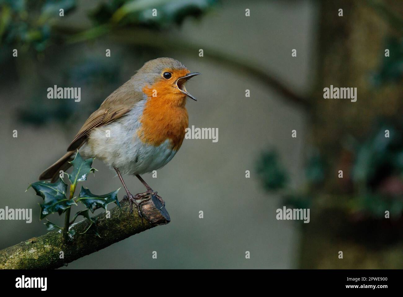 Robin, Erithacus rubecula, singing on a branch of a holly bush. Photo ...