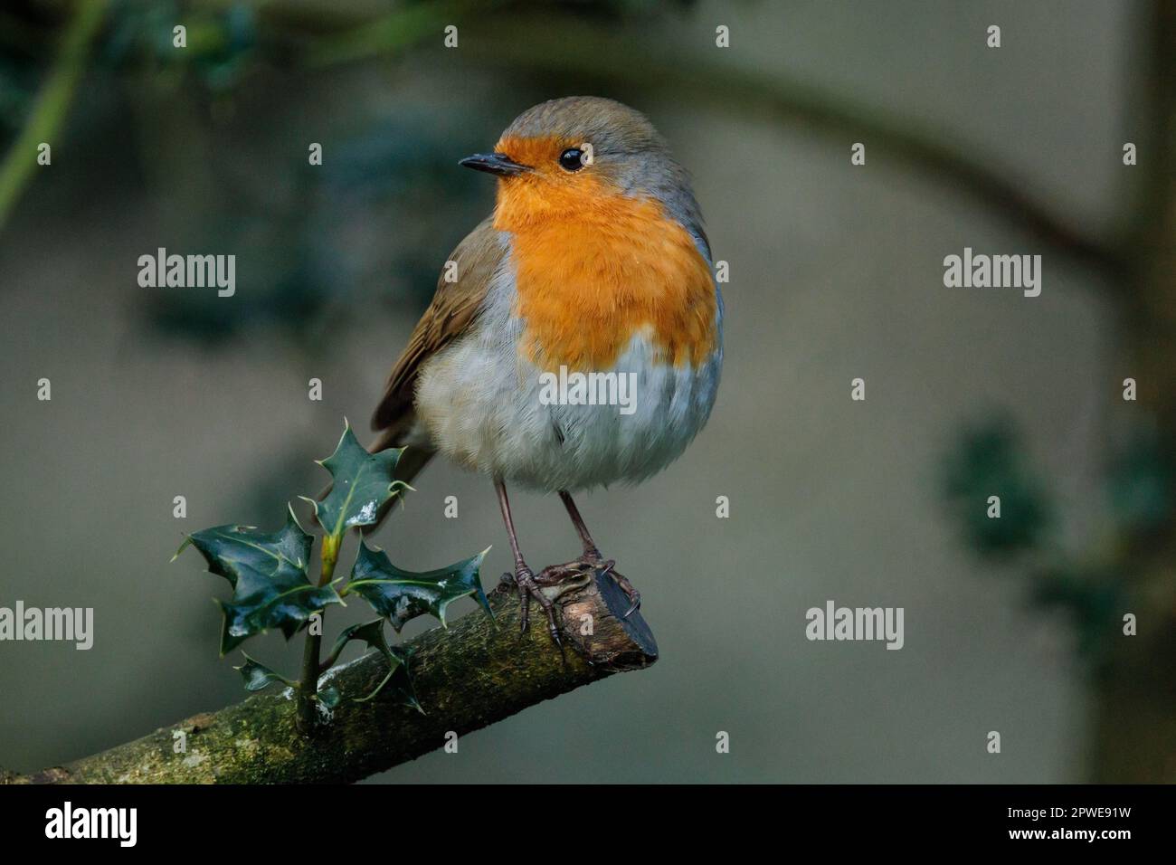 Robin, Erithacus rubecula, sitting on a branch of a holly bush. Photo ...