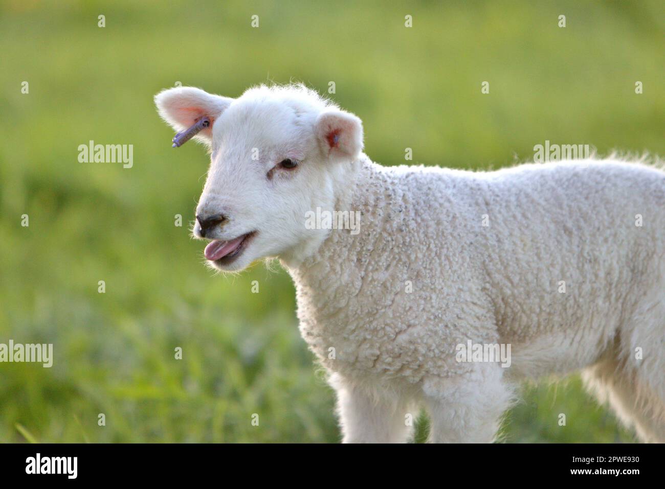 Black lamb spring easter hi-res stock photography and images - Alamy