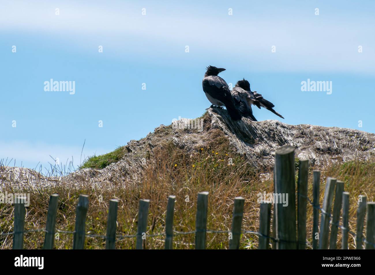 Two large crows are sitting on a stone on a sunny day. Two black birds ...