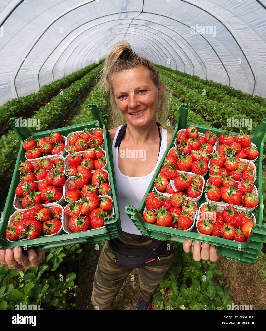 30 April 2023, Mecklenburg-Western Pomerania, Rövershagen: In a "sun ...